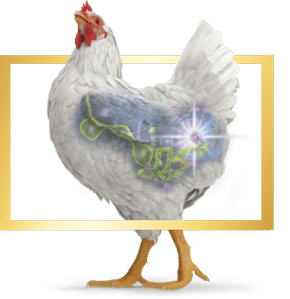 VAXXITEK® | The pioneer of poultry hatchery vector vaccines